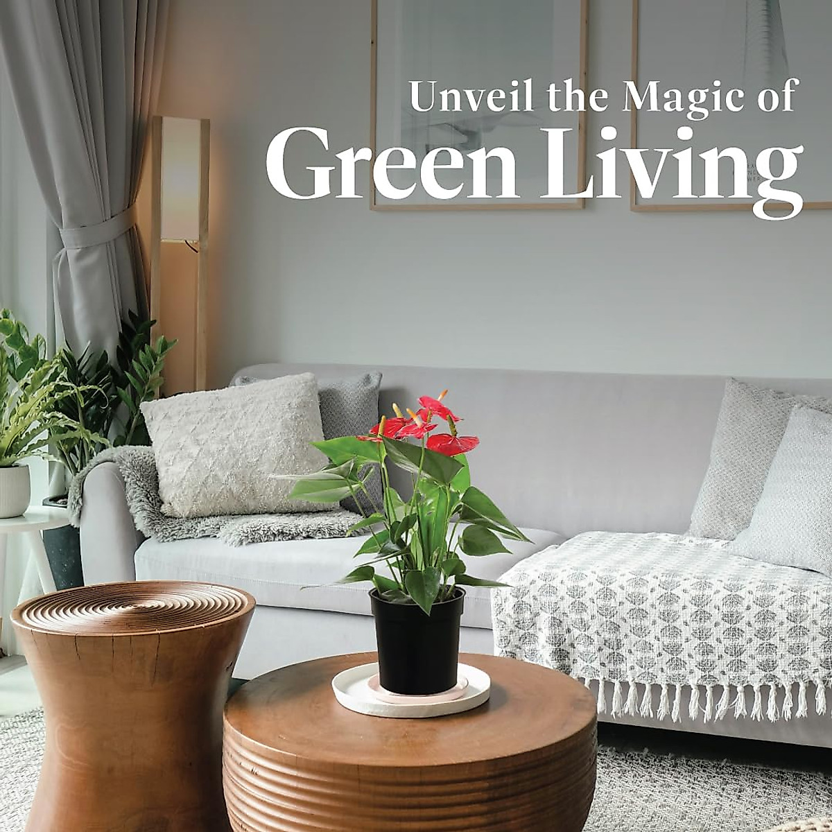 American Plant Exchange Anthurium Plant, 6-Inch Pot, Live Indoor Houseplant, Easy Care Flowering Houseplant, Home and Office Décor, Red Flowers