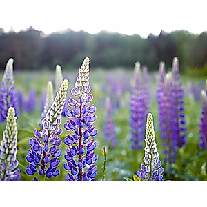 Riverbank Lupine Flower Seeds, 100+ Heirloom Seeds Per Packet, (Isla's Garden Seeds), Botanical Name: Lupinus rivularis, Non GMO Seeds