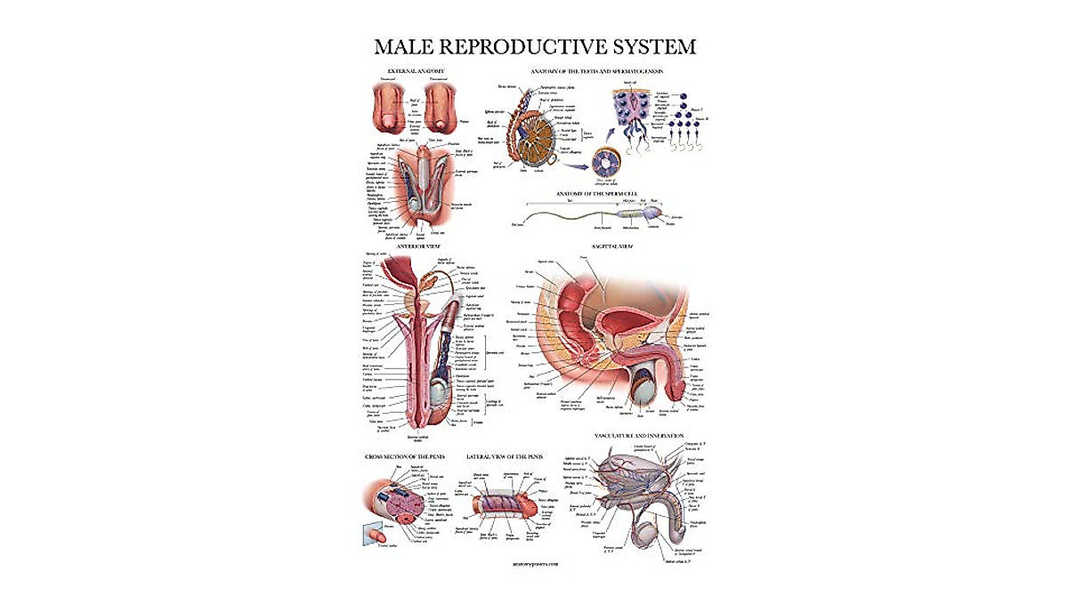 Anatomical Reproductive System Posters - 3 Pack