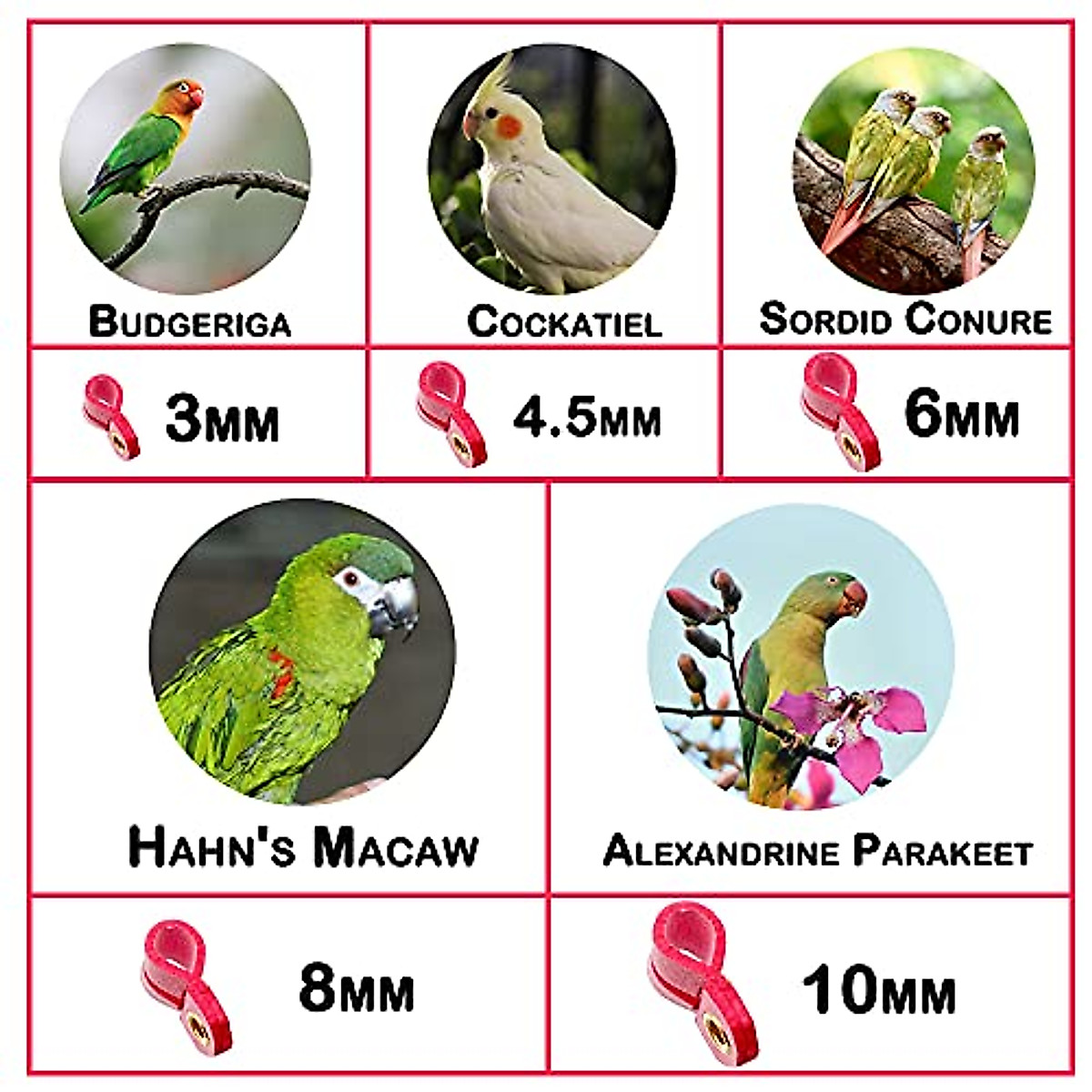 Parrot Bird Harness Leash Anti-bite Outdoor Flying Training Rope with 5pcs Different Sizes of Soft Foot Loops and Training Whistle(Upgraded Version of Ankle Ring)