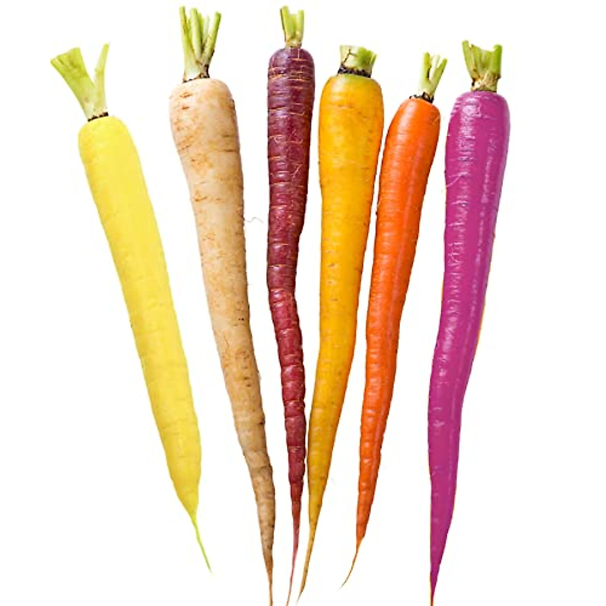 Dichmag 2000+ Rainbow Carrot Seeds for Planting - Organic Carrot Seeds Packet Grow Garden Yard - Multiple Colors Roots Vegetable Seeds(Non-GMO)