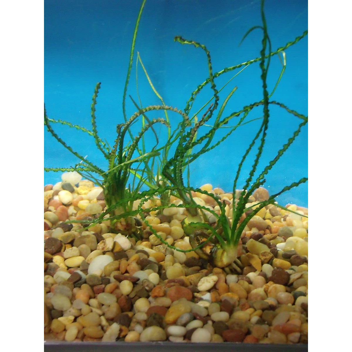 Marcus Fish Tanks Crinum Calamistratum Easy to Grow Hardy Live Aquarium Plant Betta Fish Plants