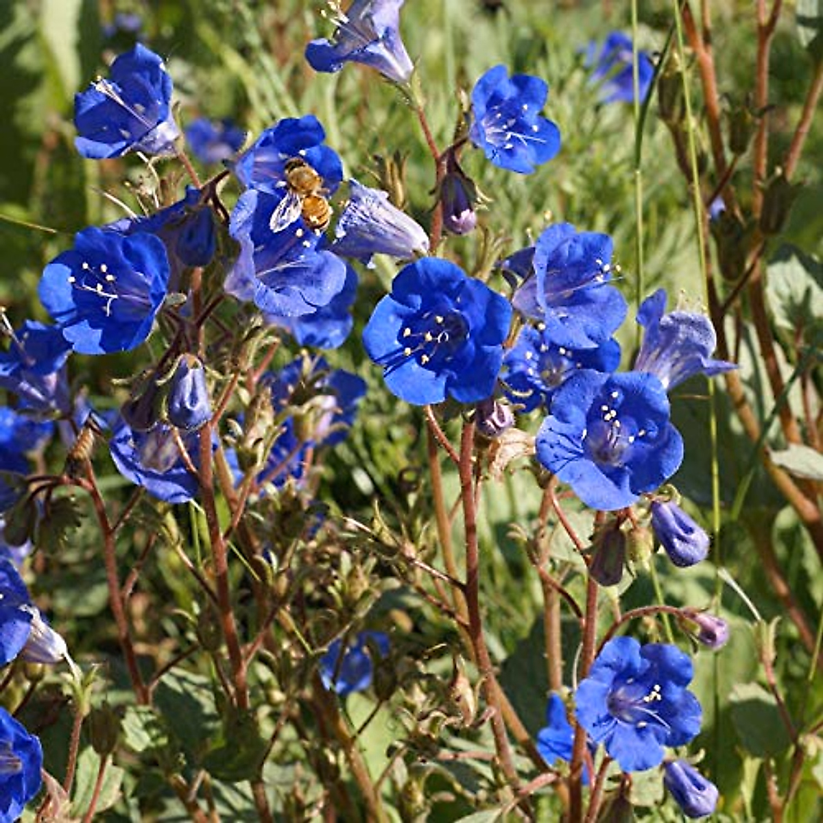 Phacelia "California Bluebell" Flower Seeds for Planting, 1000+ Seeds Per Packet, (Isla's Garden Seeds), Non GMO & Heirloom, Scientific Name: Phacelia campanularia, Great Home Garden Gift
