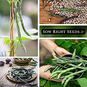 Sow Right Seeds - Rattlesnake Pole Bean Seeds for Planting - Non-GMO Heirloom Packet with Instructions to Plant an Outdoor Home Vegetable Garden - Stringless Variety - Tender with Purple Streaks (1)