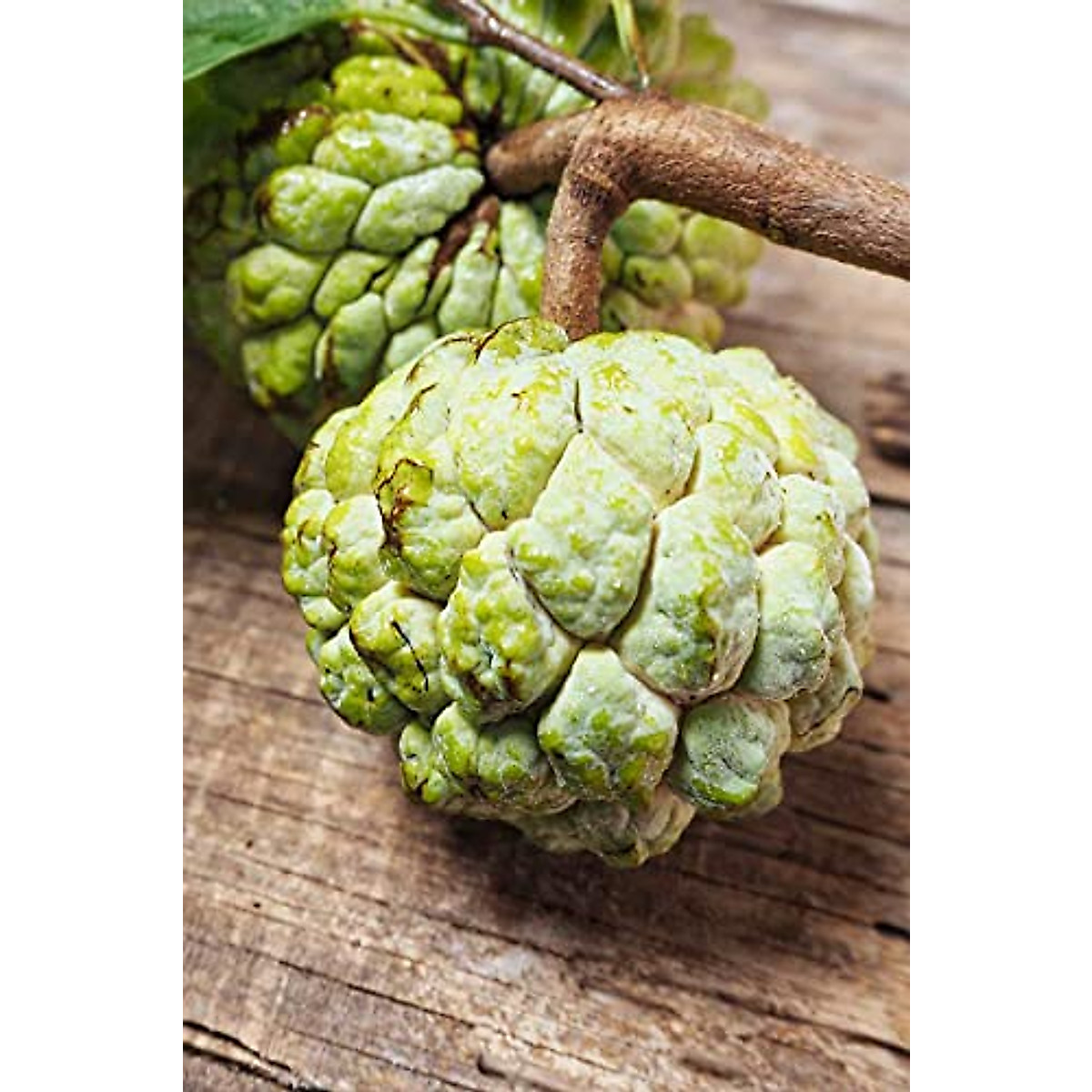 Annona Squamosa Sugar Apple Tree Live Plant Live Sugar Apple Fruits Plant 20 Inc Height for Planting