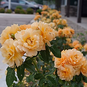 Green Promise Farms ROSA `at Last` Shrub, 3-Size Container, Orange Flowers
