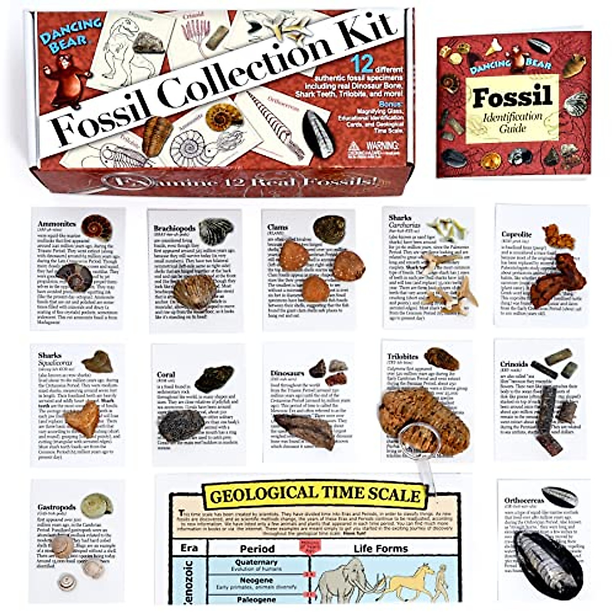 DANCING BEAR FOSSIL COLLECTION Kit (12 Different Types of Specimens): Trilobite, Dinosaur Bone, Shark teeth, Coprolite (fossilized Turtle Poop) Fossil ID Book, Magnifying Glass, STEM Science Set, Made in the USA