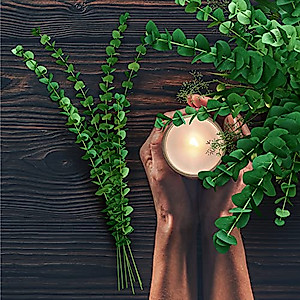 Your Majesty Cedarwood and Eucalyptus Scented Candle for Home [35 Hours Burning Time] Natural Soy Wax Candle with Essential Oils, Clean Burn Aromatherapy Candle, 5.3 Oz