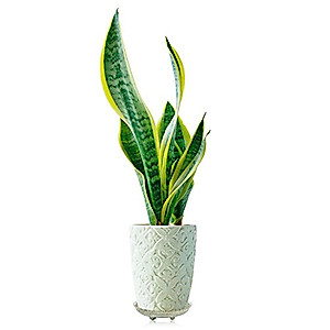 Idyllize 15 Pack Assorted Sizes 6 8 10 Inch Clear Thick Plastic Heavy Duty Sturdy Plant Saucer Drip Trays for pots, 5 Pieces of Each Size (Assorted Sizes 6'', 8'', 10'')