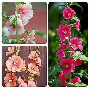400+ Mix Hollyhock Seeds for Planting (Alcea Rosea) Multicolored Double Hollyhock