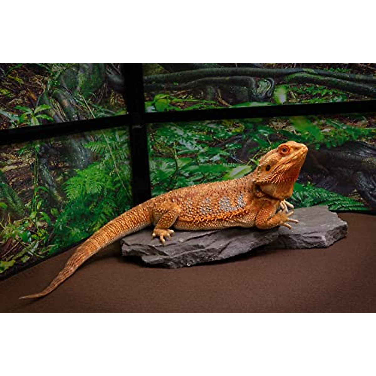 Carolina Custom Cages Natural Habitat Rocks, Deep Maroon, Medium Size Pair