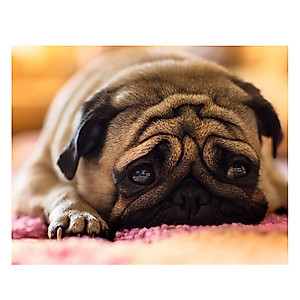 HAPPIShare 5D Diamond Painting Full Drill, Puppy Dog Owl Cat Diamond Painting Kits for Adults Kids Crystal Rhinestone DIY Arts Craft for Home Wall Decor