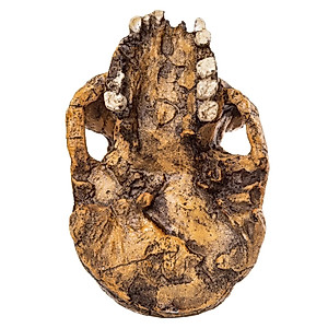 Homo Habilis KNM ER 1813 Skull (Teaching Quality Recreation)