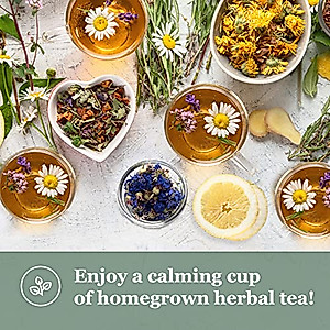 Sow Right Seeds - Peppermint Seeds for Planting - Non-GMO Heirloom Seeds - Full Instructions for Easy Planting and Growing an Herbal Tea Garden, Indoors or Outdoor; Great Gardening Gift