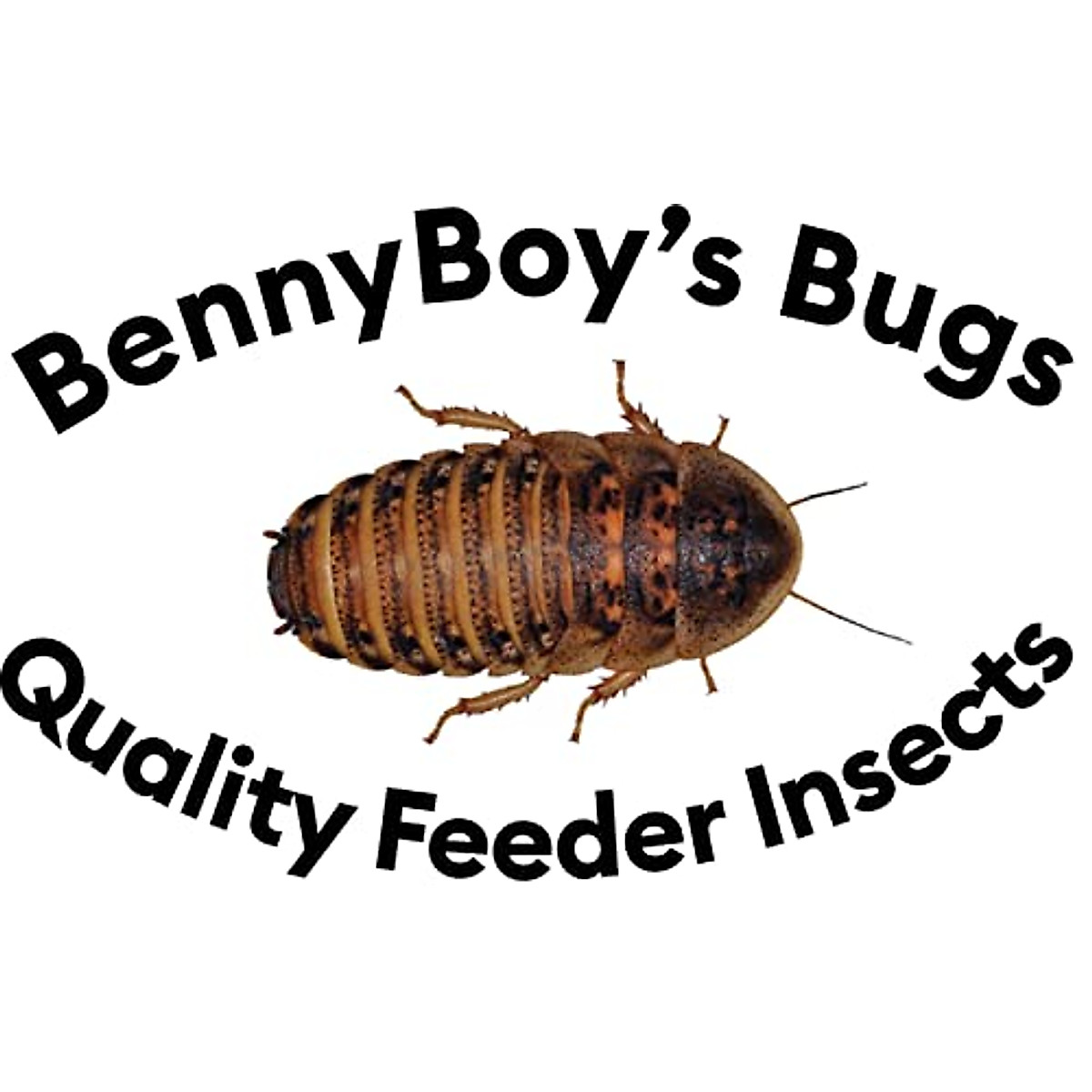 Live Dubia Roaches - 200 Medium Sized (3/8" to 3/4") Dubia Cockroaches - Living Pet Food for Reptiles, Amphibians, Rodents, Birds, Bearded Dragons, Leopard Geckos, Frogs, Tarantulas, Chameleons