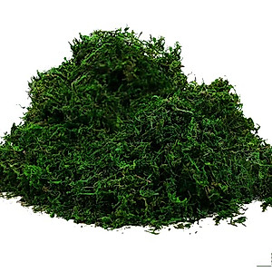 Byher 92926 Preserved Forest Moss, Fresh Green (8OZ)