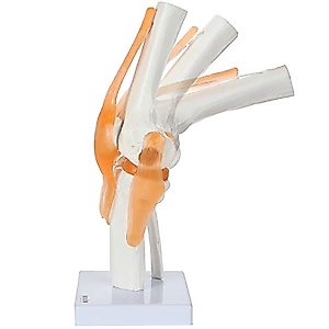 Knee Model Anatomy - Anatomically Correct Knee Joint Model with Ligaments and Muscles, Human Knee Model, Display Movement, Includes Base, Detailed Full Color Product Manual, Made by Axis Scientific