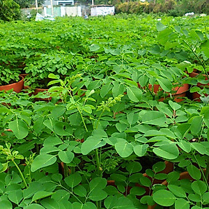 Moringa Rooted Plant Ornaments Perennial Garden Simple to Grow Pots, Moringa Oleifera, 6 Inches in Tall