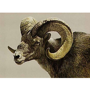 Kosher Shofar Ram's Horn Shofar Medium Size 33-35cm Polished Black / Dark