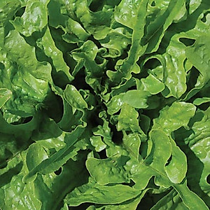 CHUXAY GARDEN Oakleaf Lettuce,Green Oak Leaf Lettuce Seed 100 Seeds Green Non-GMO Organic Vegetable Healthy Delicious Vegetable Fast Growing