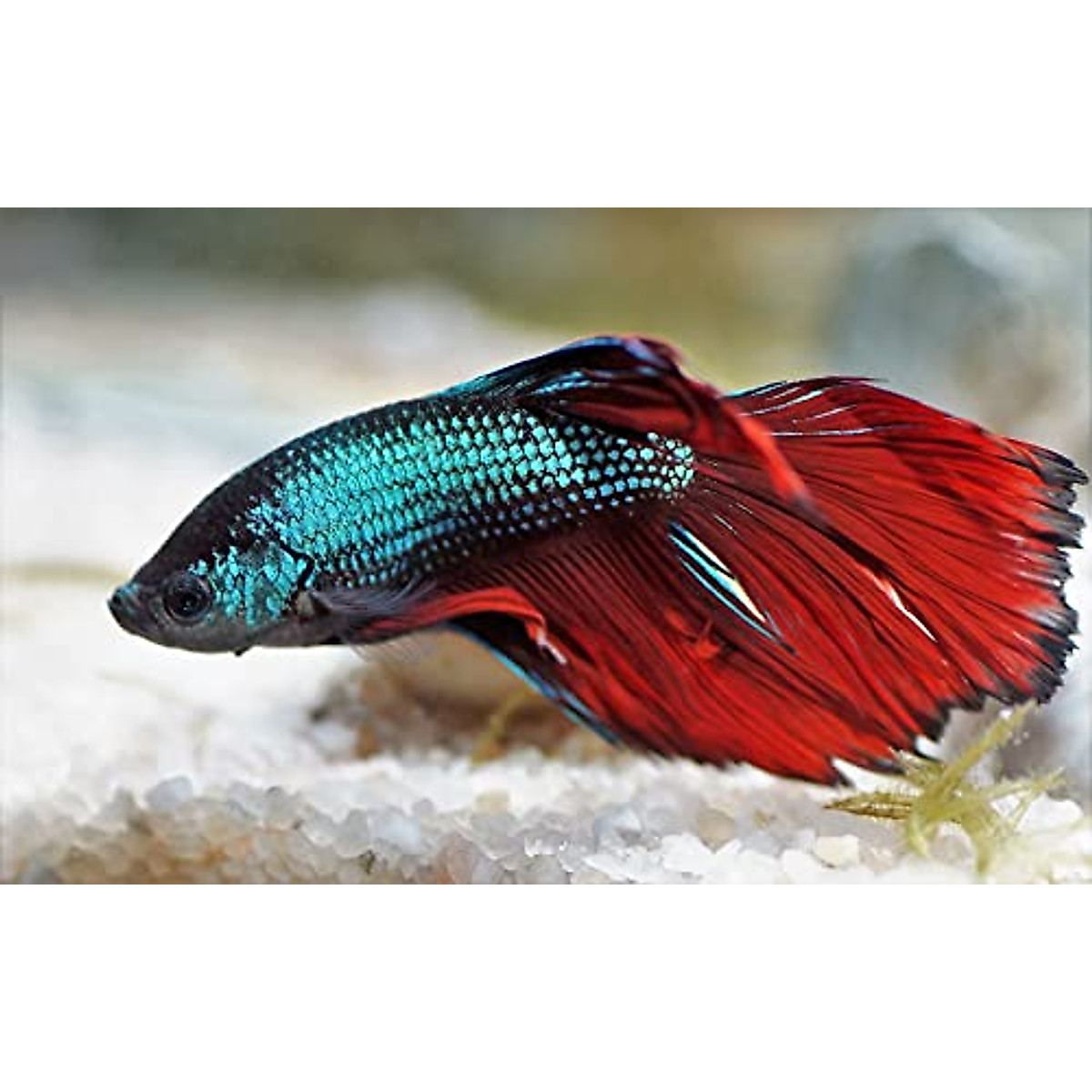 Standard Fusion Standing Aquarium Thermometer, Pack of 3