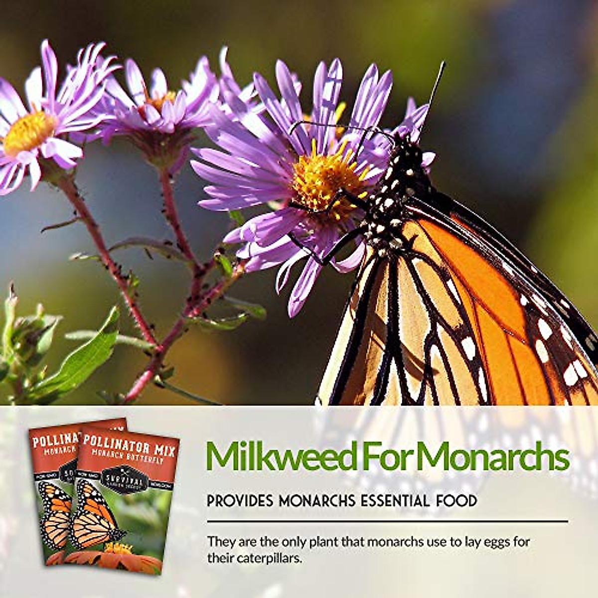 Pollinator Seed Mixture to Attract Monarch Butterflies, Bees & Pollinators - 1 Packet - Milkweed, Garden Flower, & Wildflower Mix for Planting - Support Conservation Efforts - Survival Garden Seeds