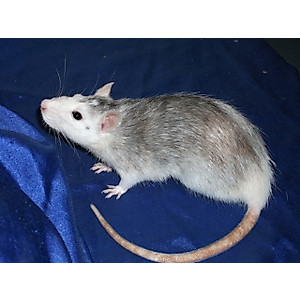 Harrier Hardware 12-Pack Rat Trap Bulk Set - Reliable Double Spring Mechanism with Sturdy Wood Base and Metal Plate for Indoor and Outdoor Quick Strong Snap