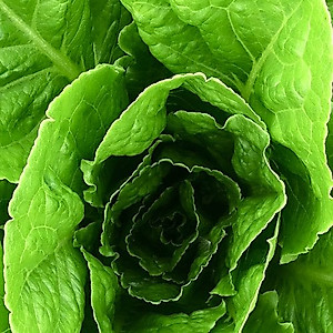 Romaine Lettuce Seeds (USA Grown Paris Island COS Lettuce Seed) - 275+ Seeds per Pack