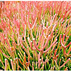 Fat Plants San Diego Premium Cacti and Succulent Potting Mix Soil - for Cactus Palm Tree Citrus Plant Grown in Gardening Containers - Indoors & Outdoors Use - with Natural Food/Fertilizer