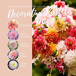 Dahlia Bulbs - Decorative Pastel Mix - 10 Bulbs - Mixed Flower Bulbs, Tuber Attracts Bees, Attracts Butterflies, Attracts Pollinators, Easy to Grow & Maintain, Fast Growing, Cut Flower Garden