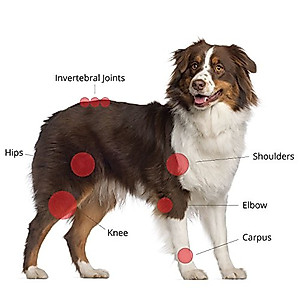 MY LUCKY PETS LLC Dog Joint Health Supplements - Joint Health for Dogs - with Turmeric MSM and More - Support Healthy Cartilage - Dog glucosamine Chews - 120 Tablets (2 Bottles)