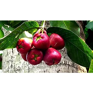 Malay Apple Tree Fruit Plant Live 3 to 8 Inch Tall Ornaments Perennial Garden Simple to Grow Pot