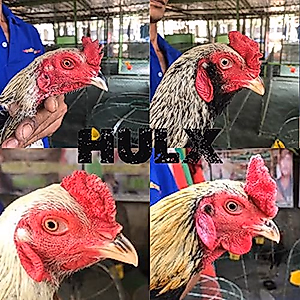 HULX POWER PLUS 100 TABLETS, Fast Increasing Energy Formula Rooster Booster Vitamins Health Chicken Supplement for Good Health, Build Muscle, Blood, Power Feed Poultry Bird Fighting Gamecocks Hen Food