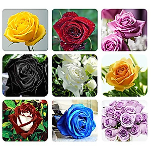 400+ Mixed Rose Seeds for Planting, Shrubs Perennial Bonsai Flower, Garden Yard Potted Decoration