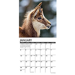 Baby Goats 2021 Wall Calendar