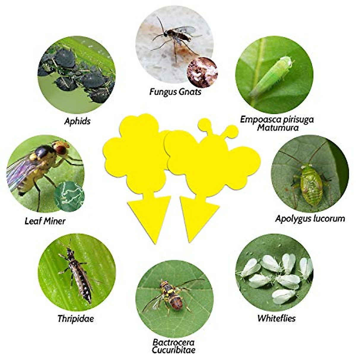 Kensizer 16pcs Yellow Sticky Traps for Gnats, Sticky Fruit Fly Fungus Gnat Trap Bug Traps Killer for White Flies, Aphids, Leaf Miners, Thrips Indoor Outdoor