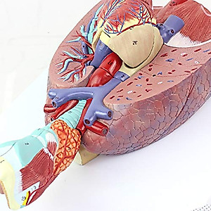 BONEW Human Medical Chest/Throat Anatomy Larynx Heart and Lung Anatomical Model with 51 Parts Indication Signs