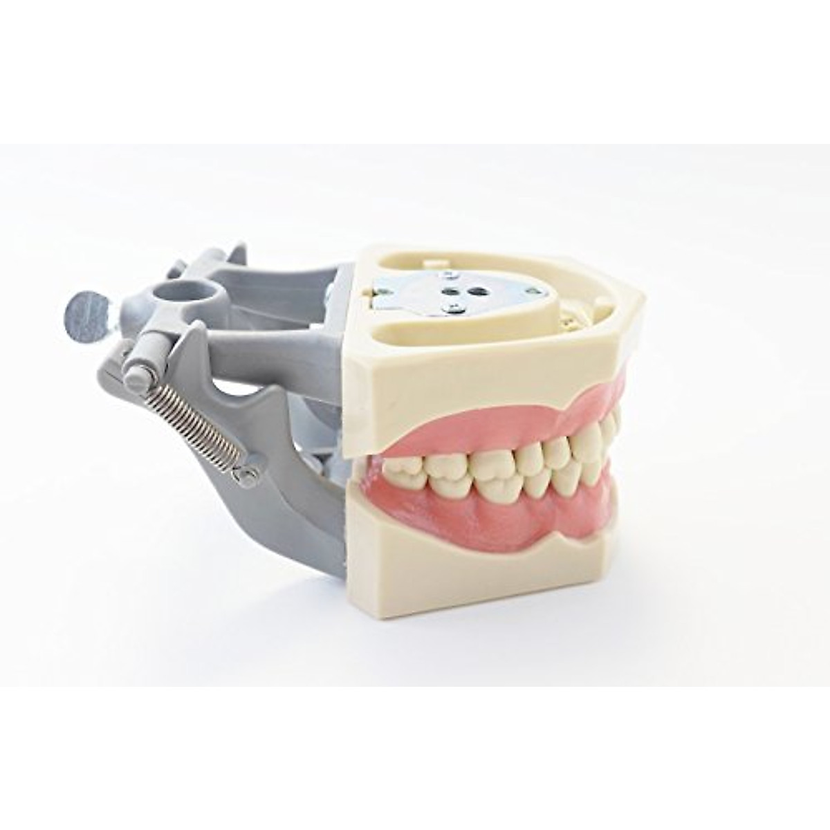 Dental Anatomy Typodont Educational Model 860 with Columbia Removable Teeth