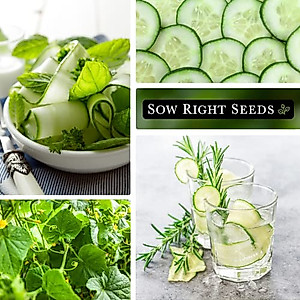 Sow Right Seeds - Beit Alpha Cucumber Seeds for Planting - Non-GMO Heirloom Seeds with Instructions to Plant and Grow a Home Vegetable Garden, Great Gardening Gift (1)