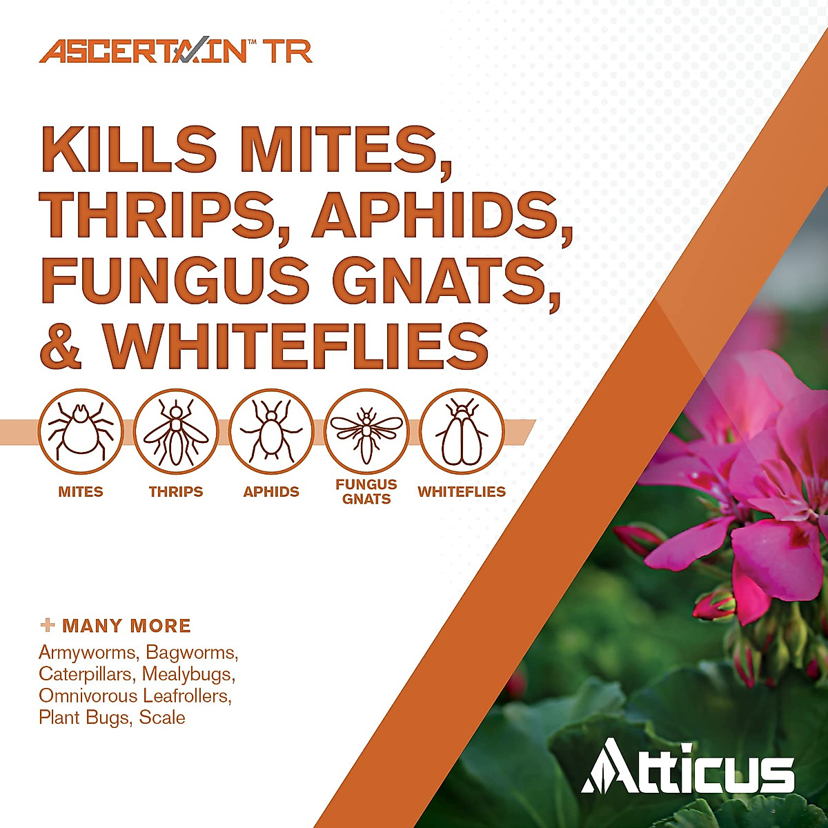 Ascertain TR Greenhouse Fogger (2oz Can) by Atticus (Compare to Attain) - Total Release Bifenthrin Insecticide/Miticide - Controls Mites, Aphids, Thrips, Fungus Gnats, Whiteflies, and Caterpillars (Packaging May Vary)