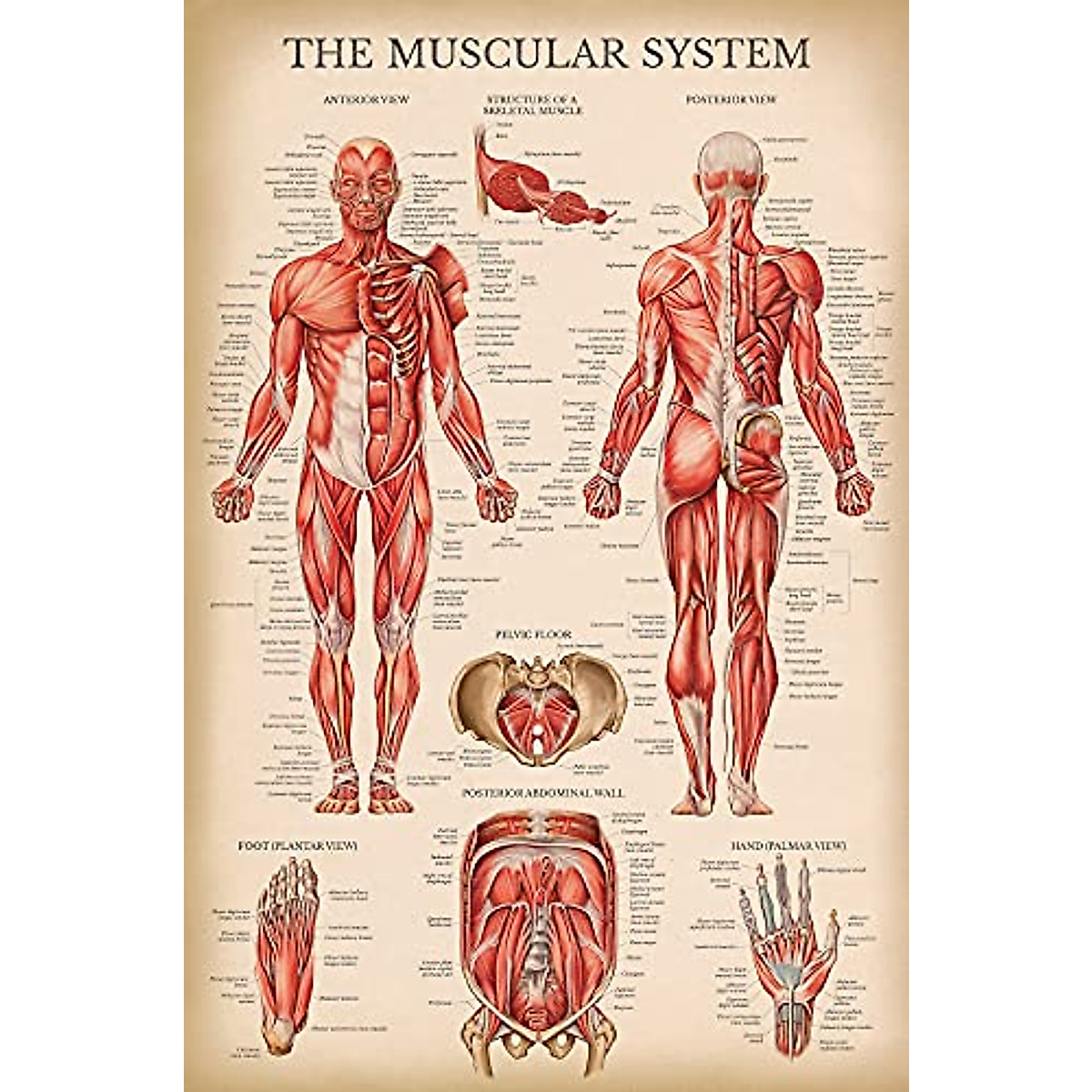 Palace Learning Vintage Muscular & Skeletal System Anatomical Chart Set - Human Skeleton & Muscle Anatomy Posters (LAMINATED, 18" x 24")