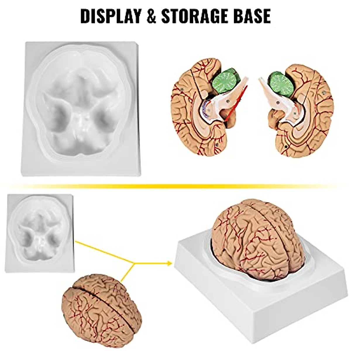 VEVOR Human Brain Model - 9-Part Anatomy Tool