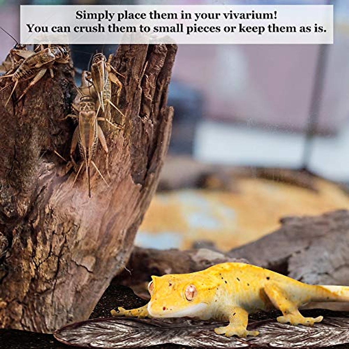 SunGrow Saver Bundle Pack - Catappa Leaves 30Pcs/Pack + Large Leaf Hammock