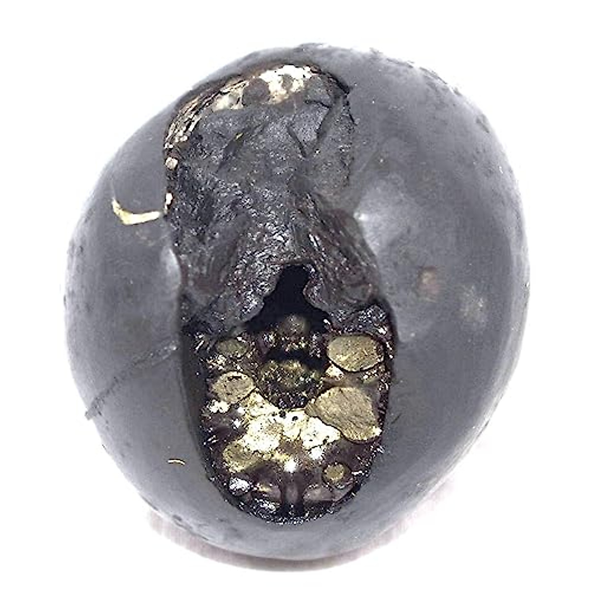 Adwaitya Golden ChinnaMasta Dasha MahaVidya Shaligram, Fossil, Fossil