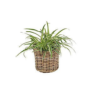 Kobo Wall Basket, Small, Gray-Brown