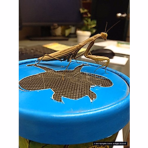 Praying Mantis Egg Case with Hatching Habitat Cup - 2 Praying Mantids Egg Cases & 1,500 Live Ladybugs