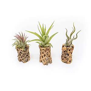 Air Plant Shop 3 Pack 3 Inch Cholla Cactus Holders with Assorted Air Plants- Wholesale and Bulk - Succulents - Live Tillandsia - Easy Care Indoor and Outdoor House Plants
