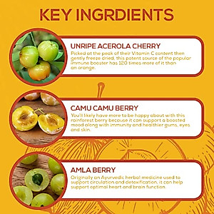 Paleovalley Essential C Complex - Vitamin C Supplement for Immune Support - 3 Pack, 450mg - From Organic Superfoods Unripe Acerola Cherry, Camu Camu, Amla Berry - No Synthetic Ascorbic Acid - USA Made