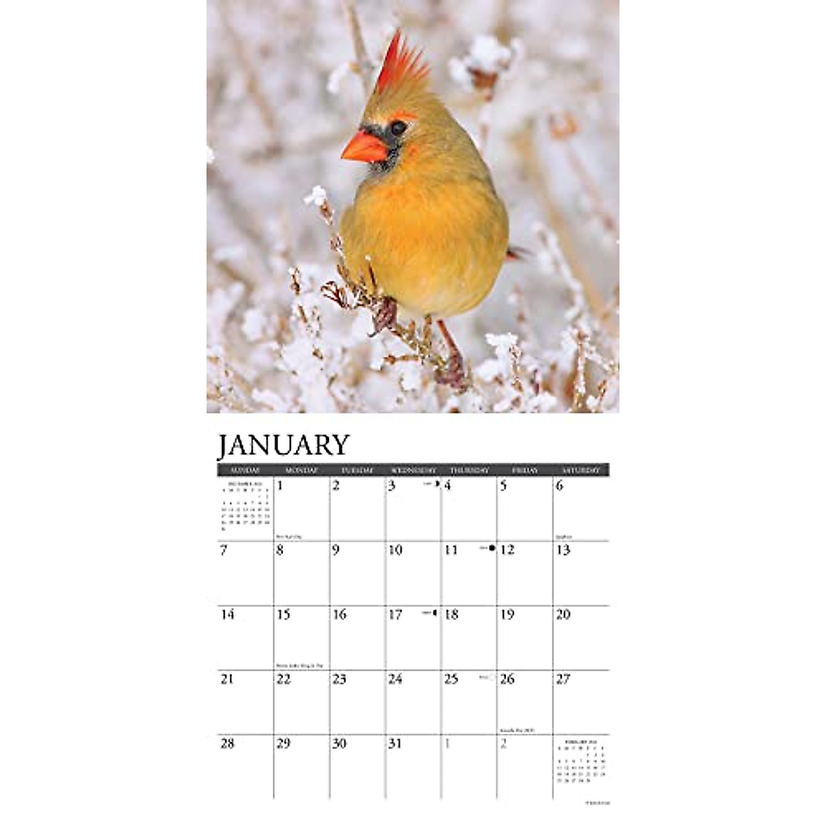 Willow Creek Press Cardinals 2024 12" x 12" Wall Calendar
