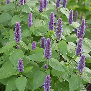 CHUXAY GARDEN 30 Seeds Agastache Foeniculum,Anise Hyssop,Fragrant Giant Hyssop, Lavender Hyssop, Anise Hyssop Perennial Organic Agastache Edible Seasoning Plants Easy Grow